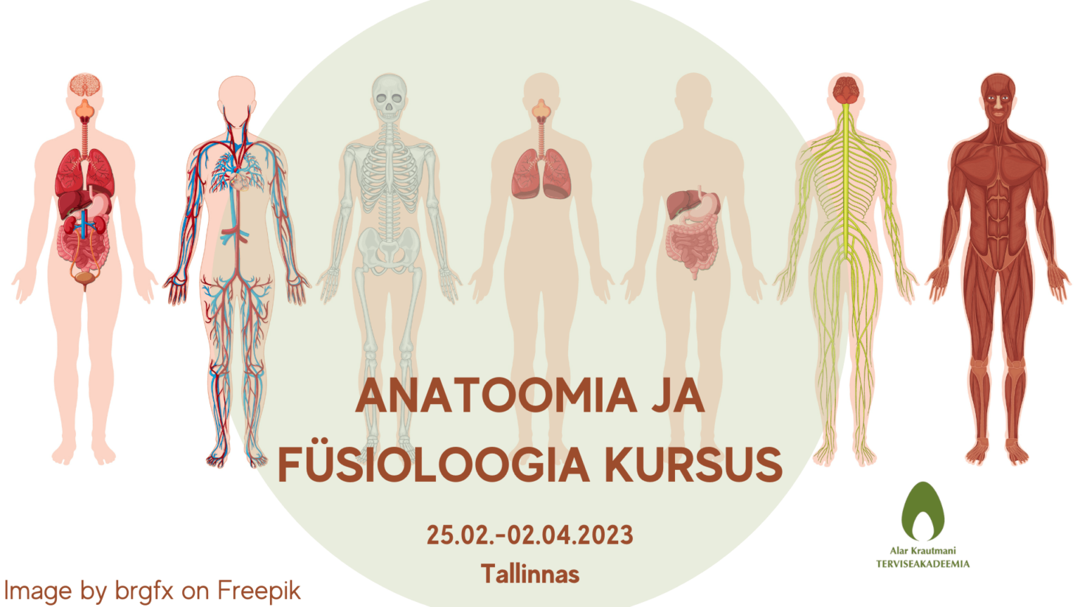 Anatoomia ja füsioloogia kursus - Alar Krautmani Terviseakadeemia